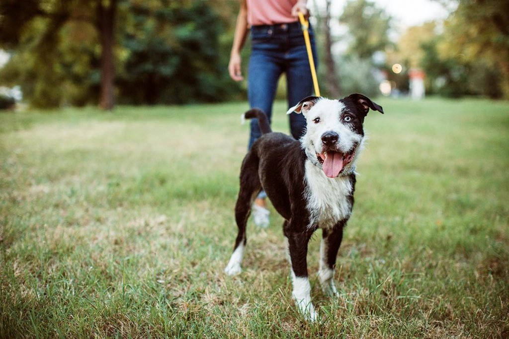 Santa Barbara Humane Expands Dog Training to Bob Orach Park | Santa ...